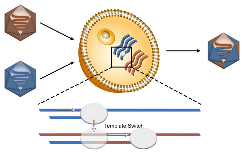 Viral and bacterial replication | Nynke Dekker Lab